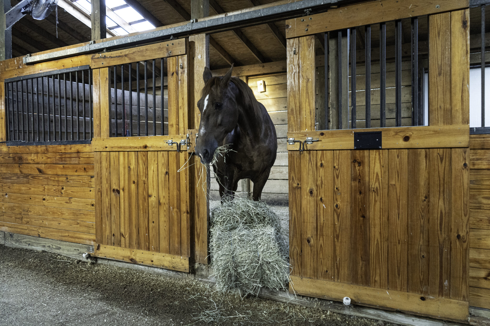 A Hay Day For Horses | The Importance Of Equine Forage