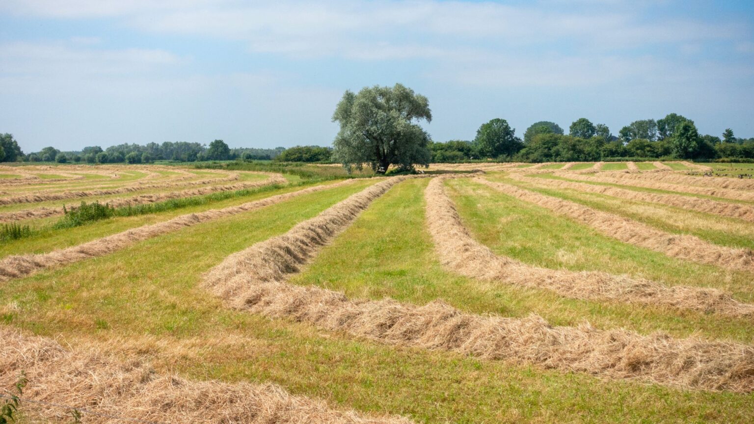 A Hay Day For Horses | The Importance Of Equine Forage